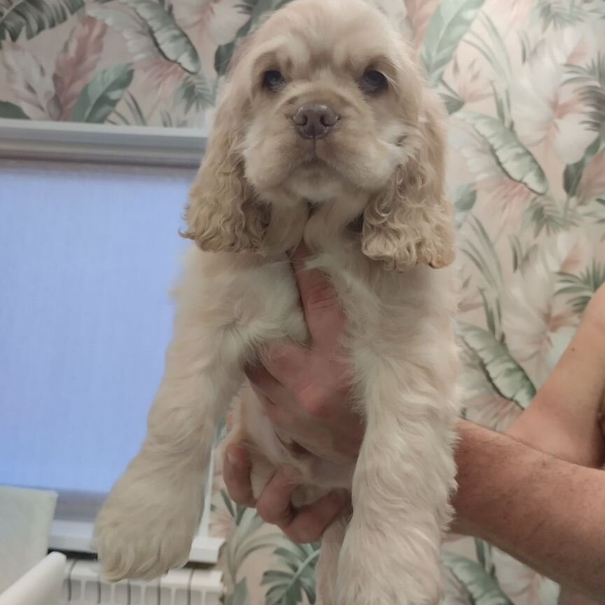 Амкокер. Доставка по миру