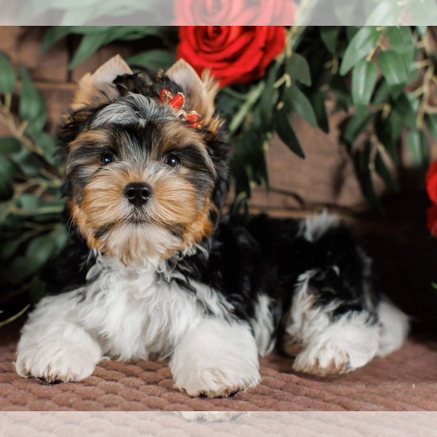 Бивер-йоркширский терьер, щенок