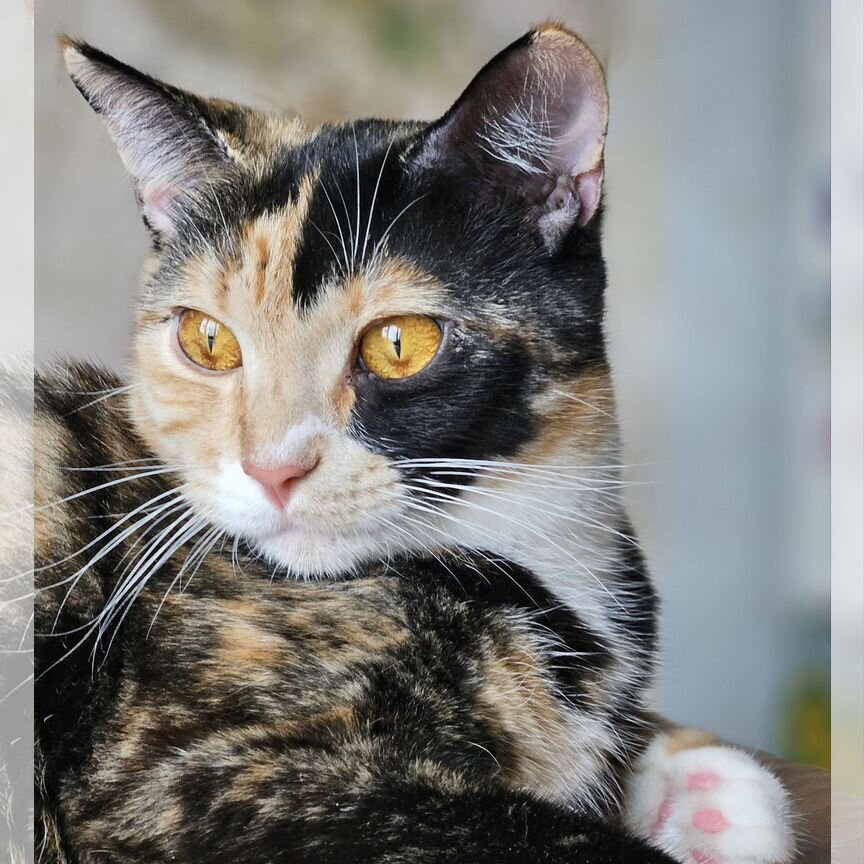 Кошка молодая