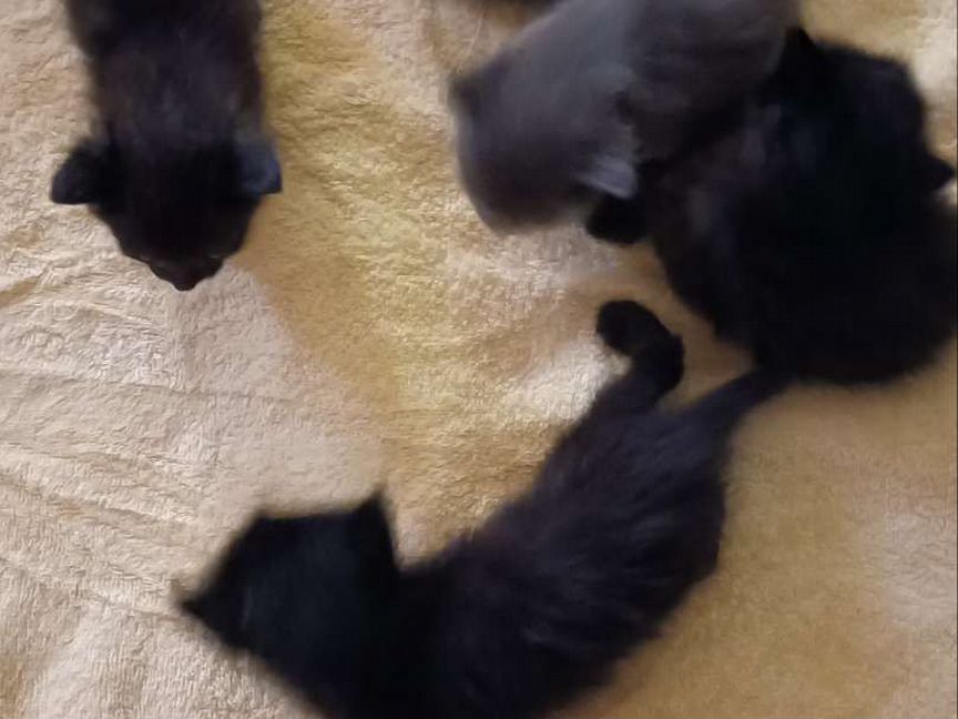 Котята в добрые руки,одна девочка 4 мальчика