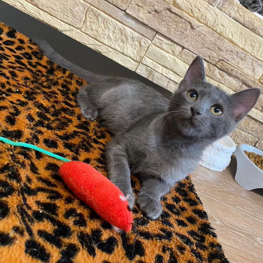 Котёнок девочка