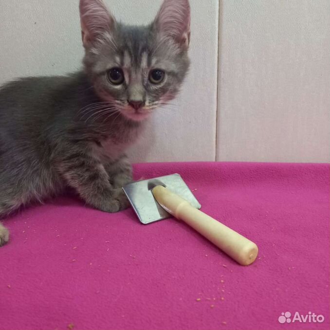 Котик полосатик