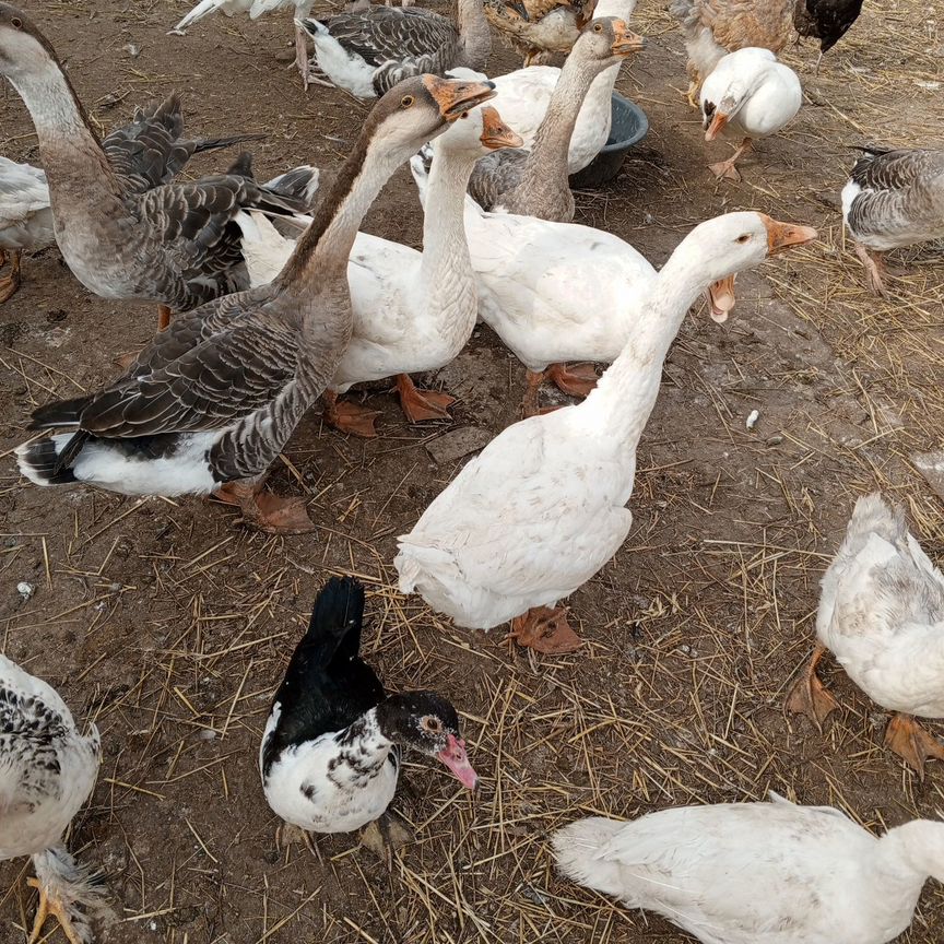 Гусаки и индюки