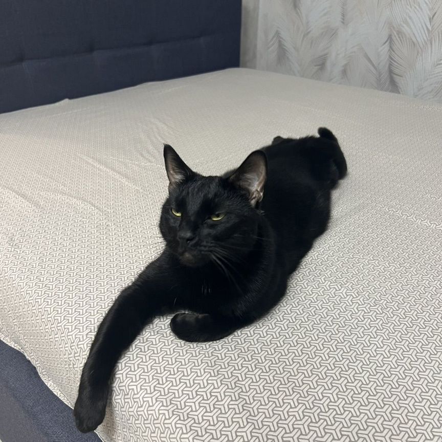 Кот 2 года кастрат