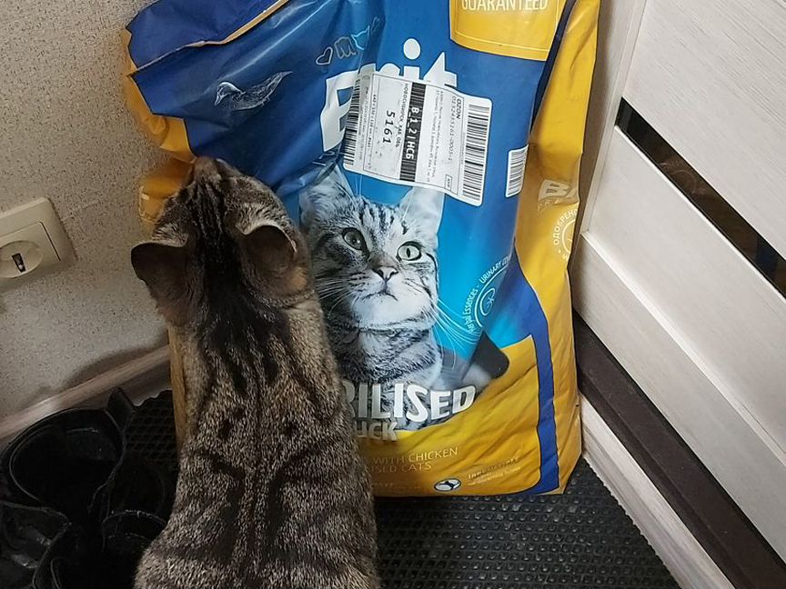 Корм для кошек Brit