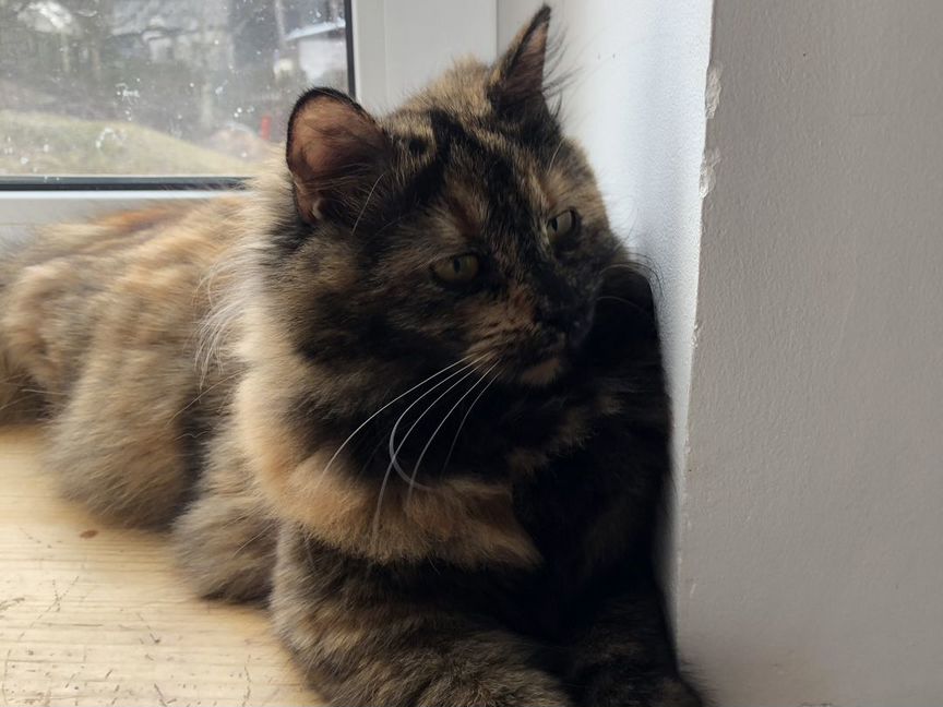 Отдам кошку в добрые руки