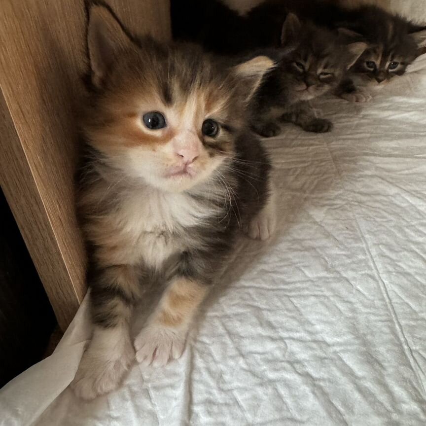 Котята мейнкун