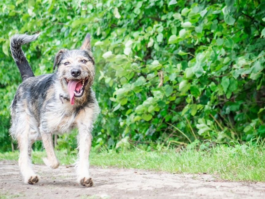 Собака Терри в добрые руки