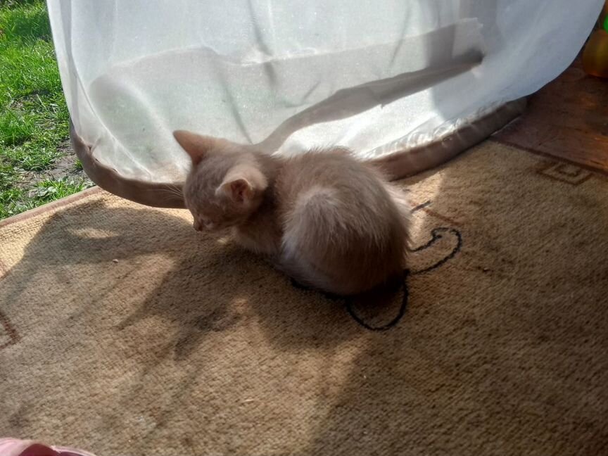 Котята в добрые руки