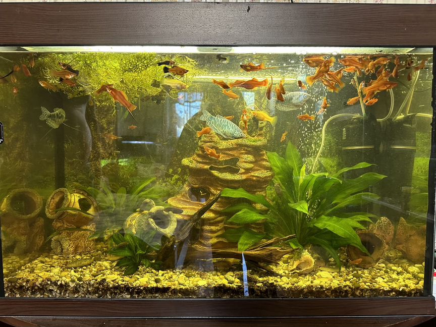 Меченосцы,гурами