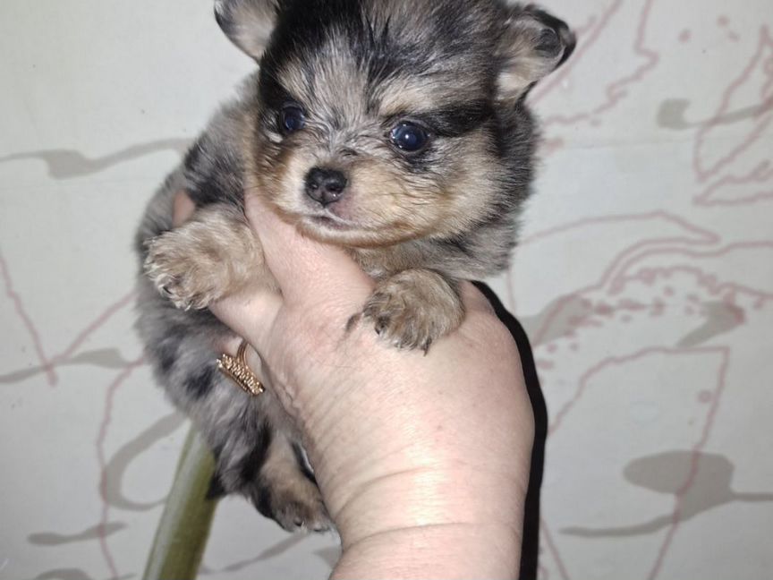 Мишки-плюшки