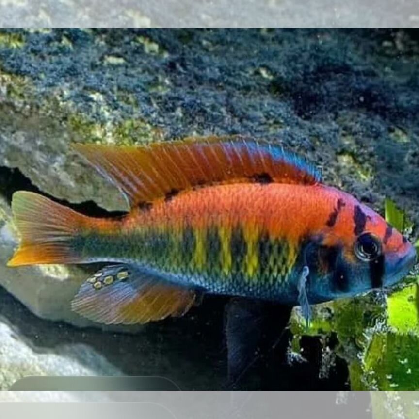 Хаплохромис Найерери