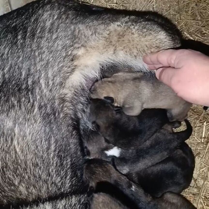 Щенки восточно сибирской лайки