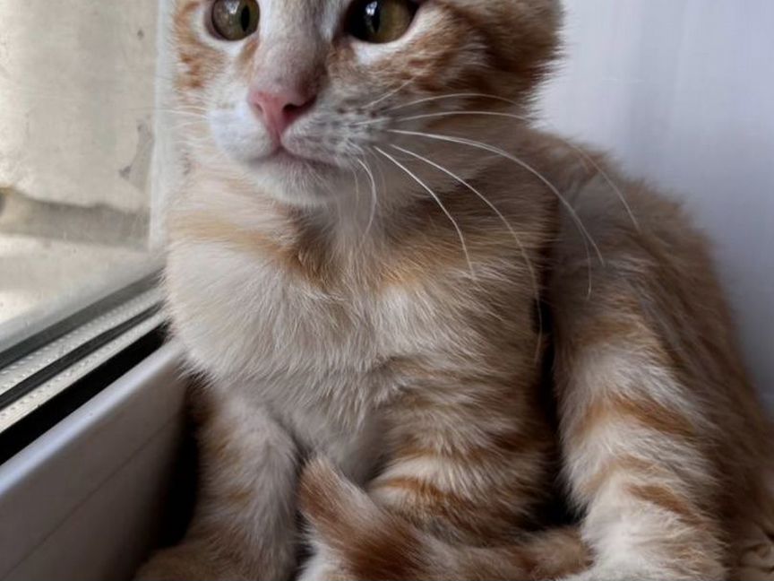 Маленький Лёня ищет друга