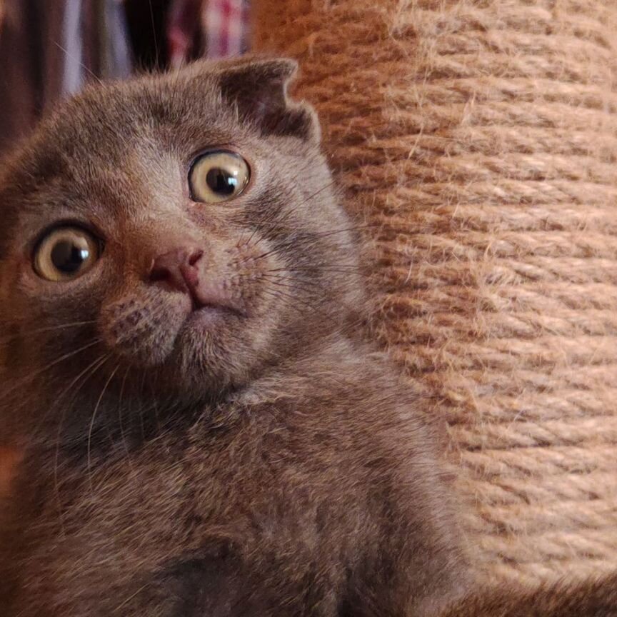 Котенок Чапа