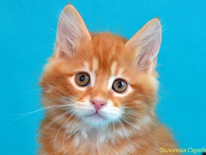 Продаю котят