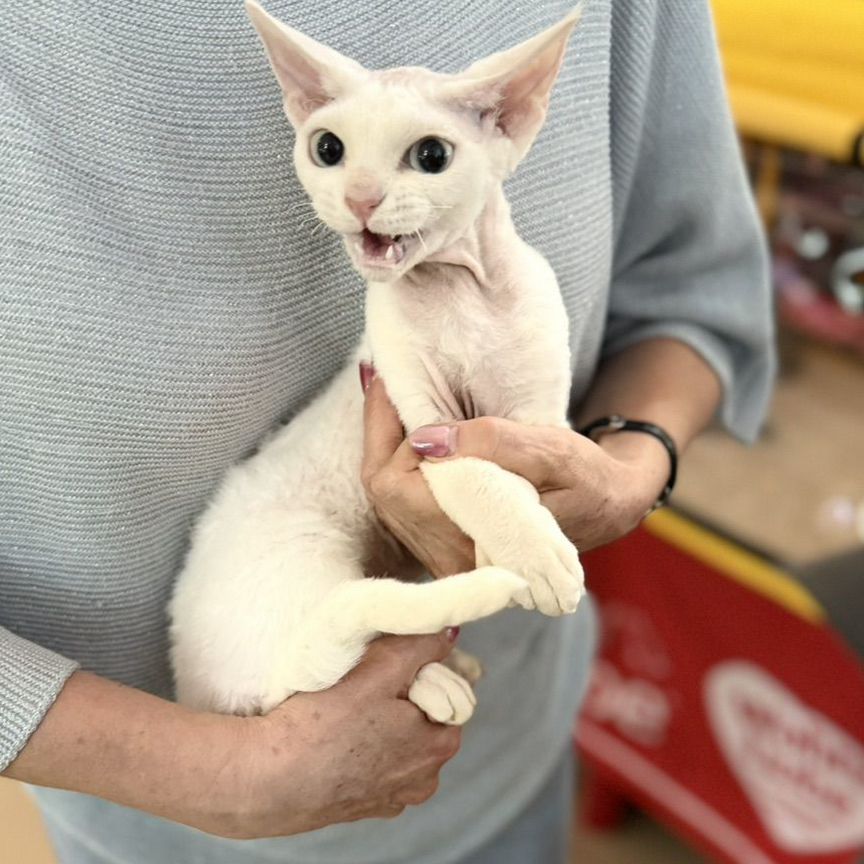 Котята девон рекс