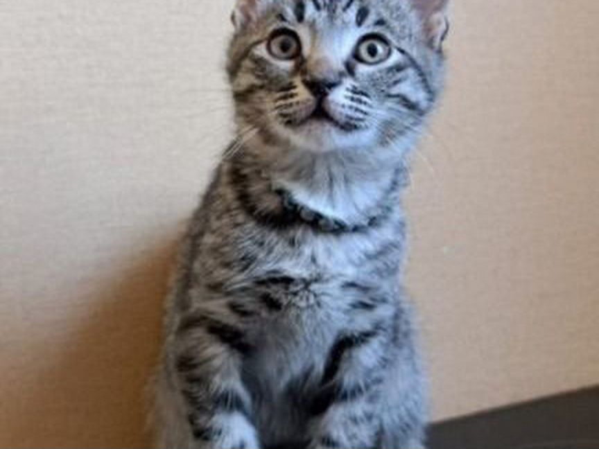 Ласковые котята ищут дом