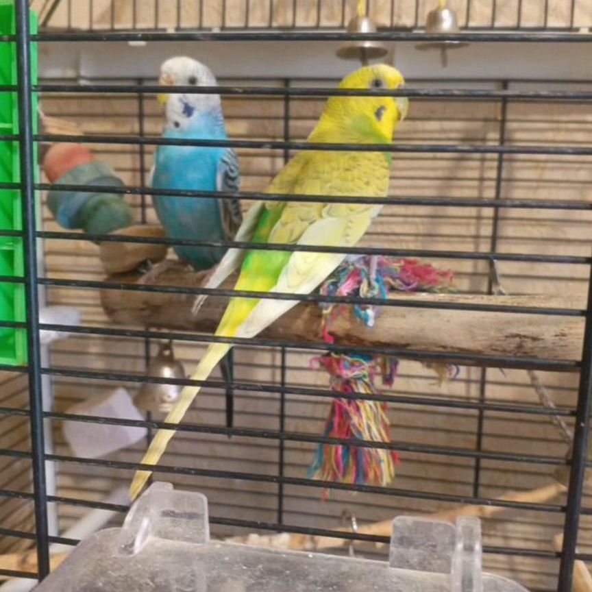 Попугаи с клеткой