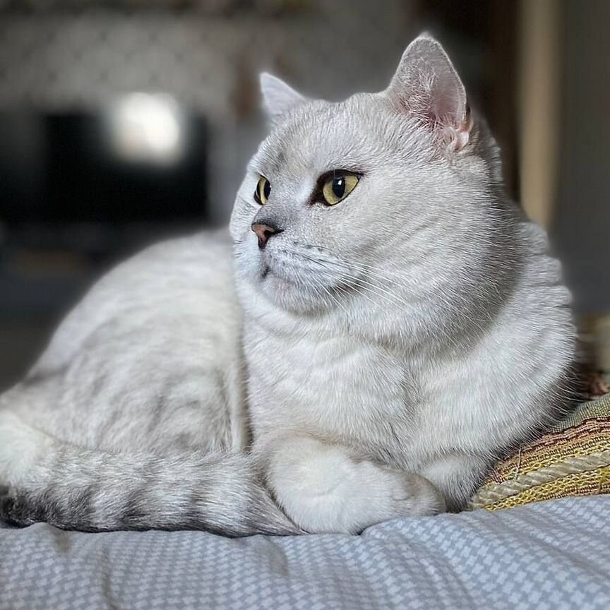Отдам кота в добрые руки бесплатно