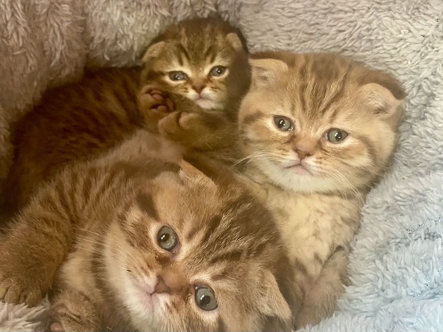 Шотландская вислоухая