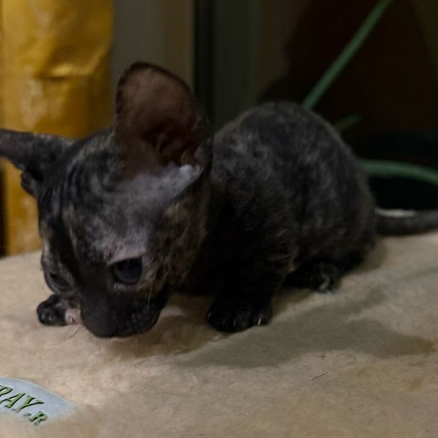 Канадский сфинкс котёнок