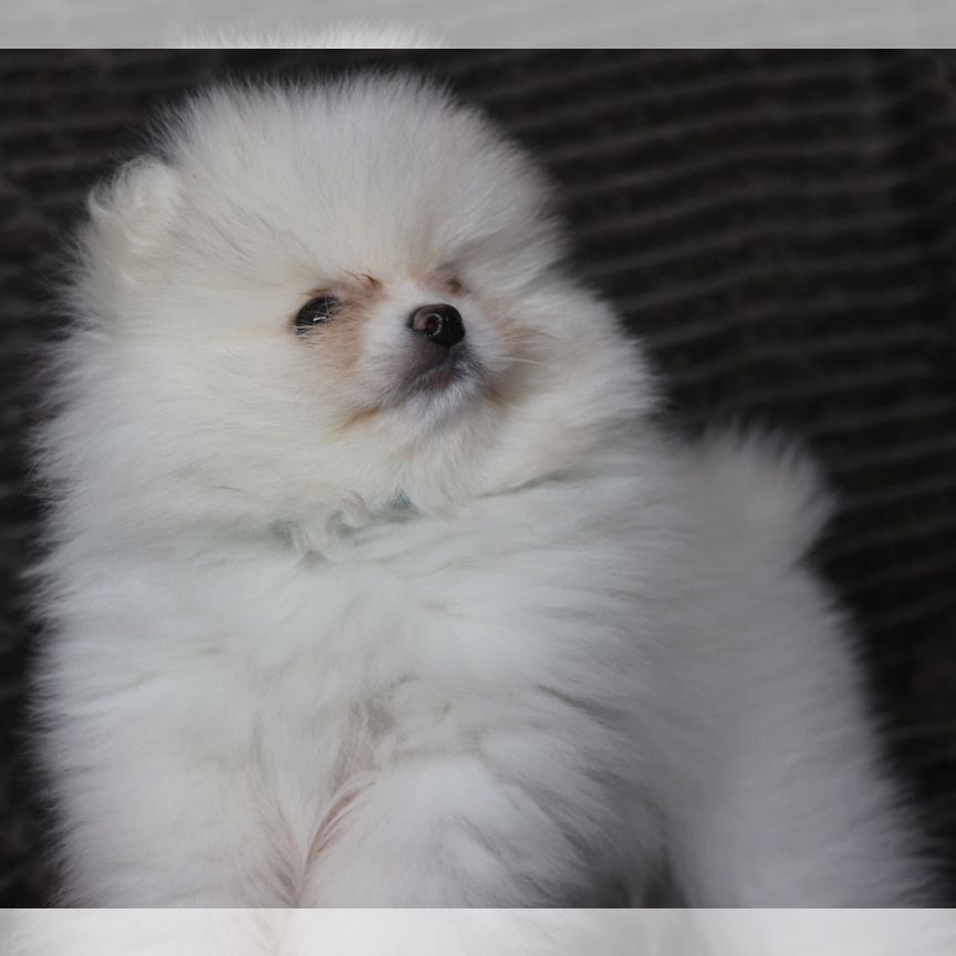 Померанский шпиц, щенок