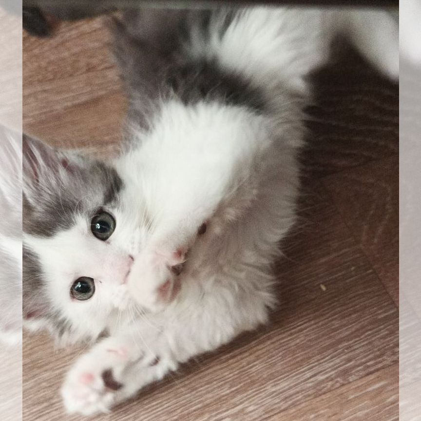 Котёнок в добрые руки