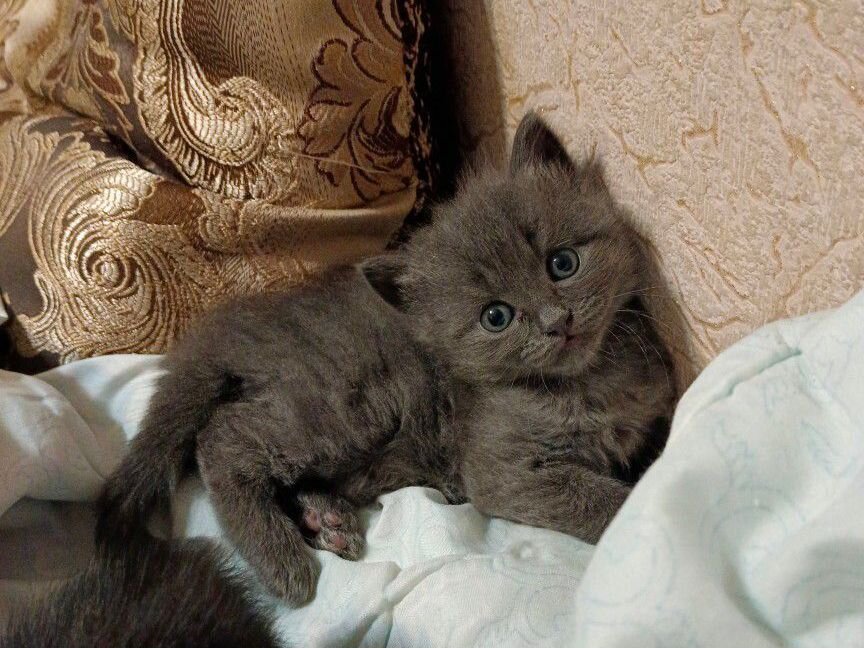 Котик ищет семью заботливую