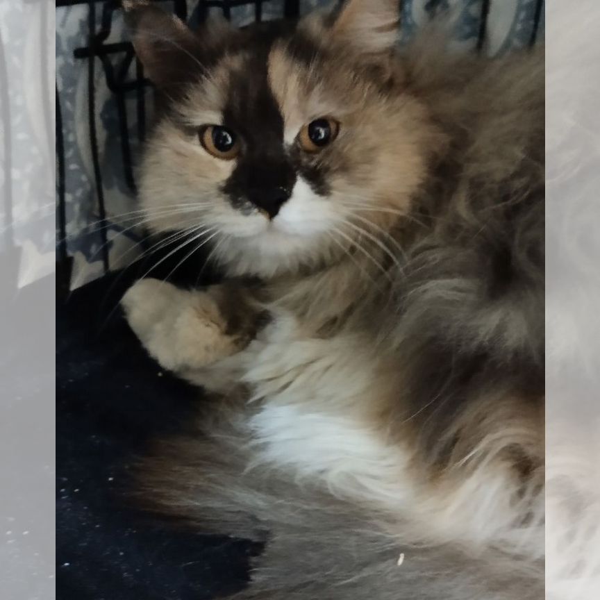 Взрослая, кошка в добрые руки