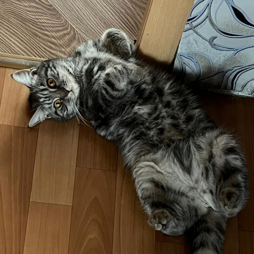 Шотландская прямоухая