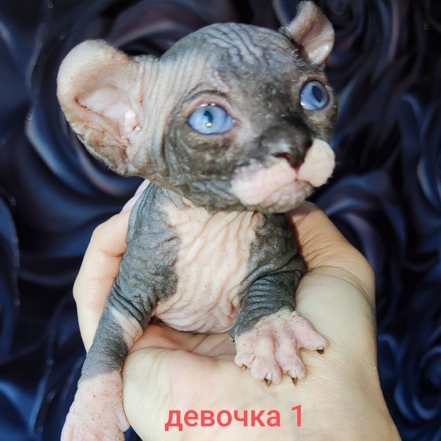 Канадский сфинкс котёнок