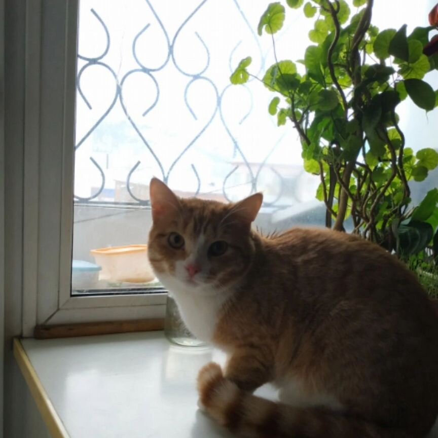 Шикарный котейка в дружную семейку