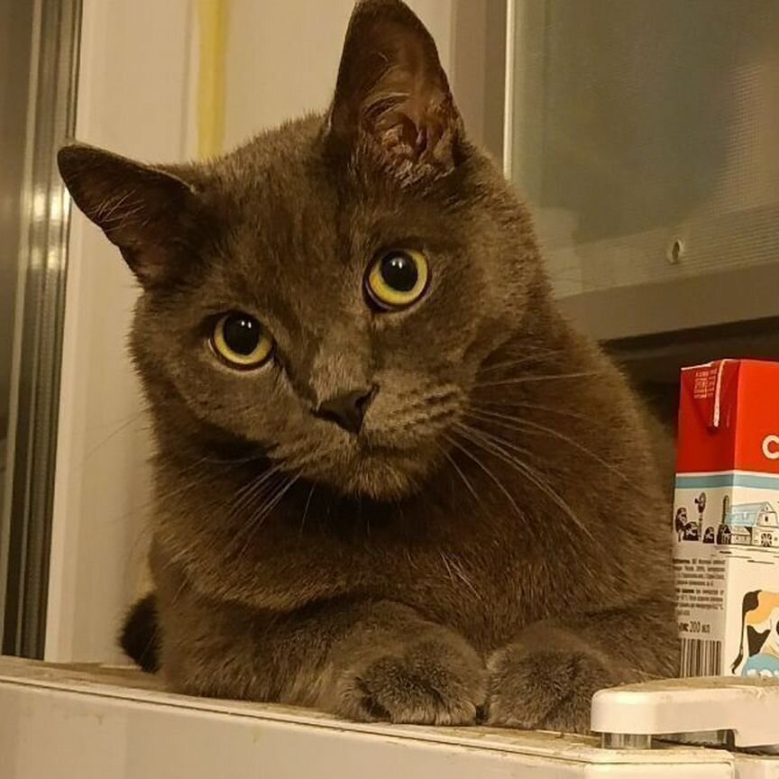 Шотландский прямоухий короткошёрстный, взрослый кот