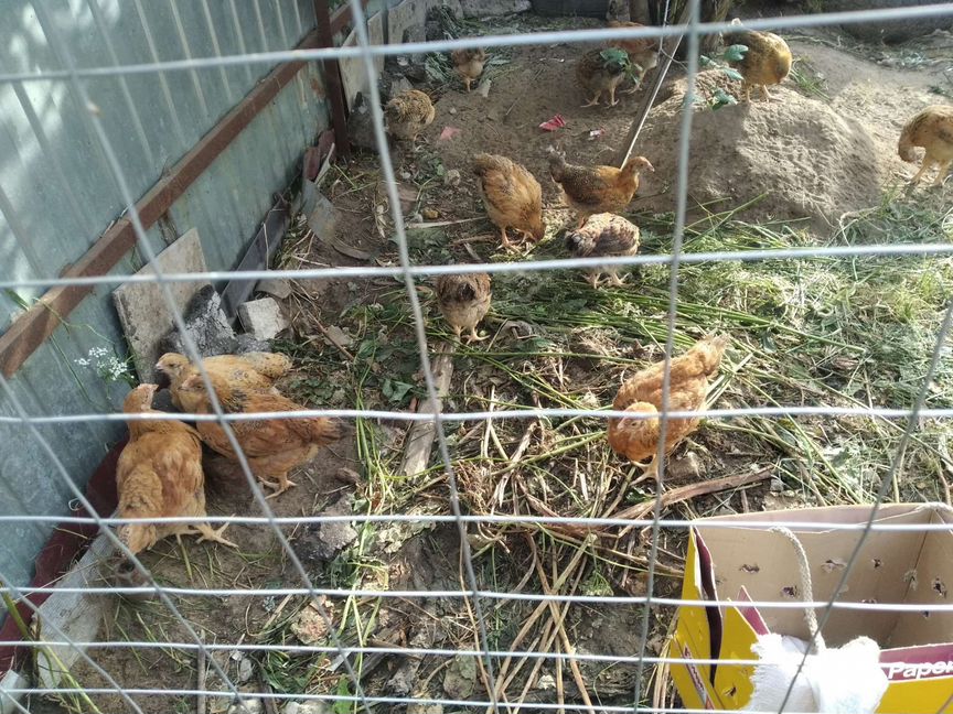 Петухи кучинские