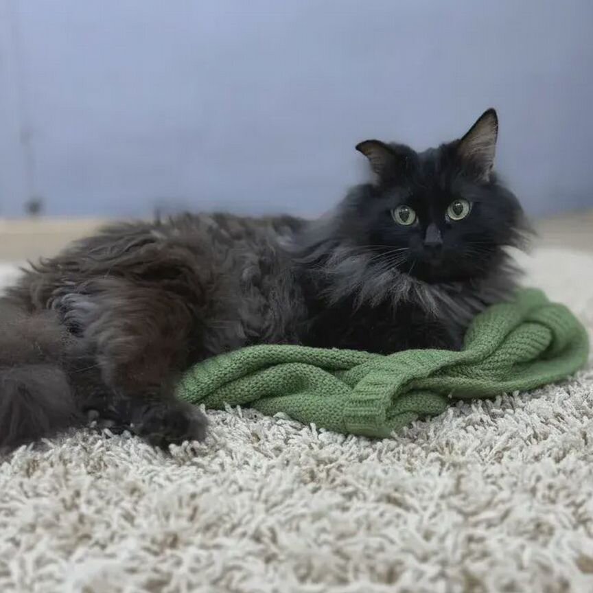 Взрослый кот в добрые руки