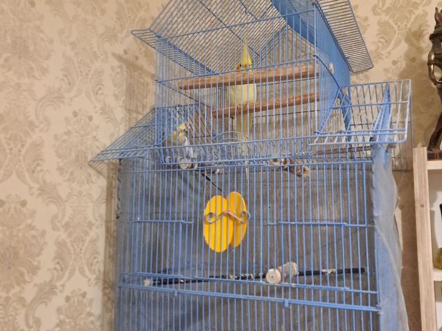 2 попугая Корэллы