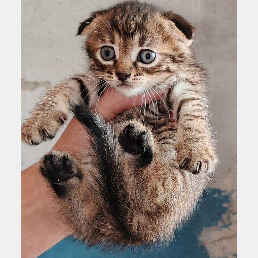 Вислоухие котята