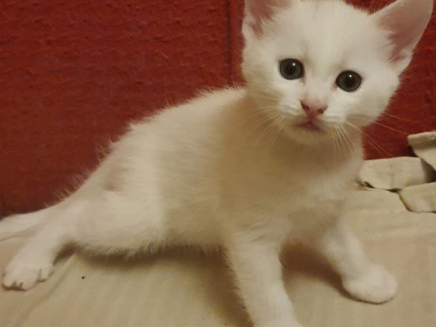 Белый котик