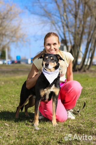 Клайд собака невидимка много лет в приюте