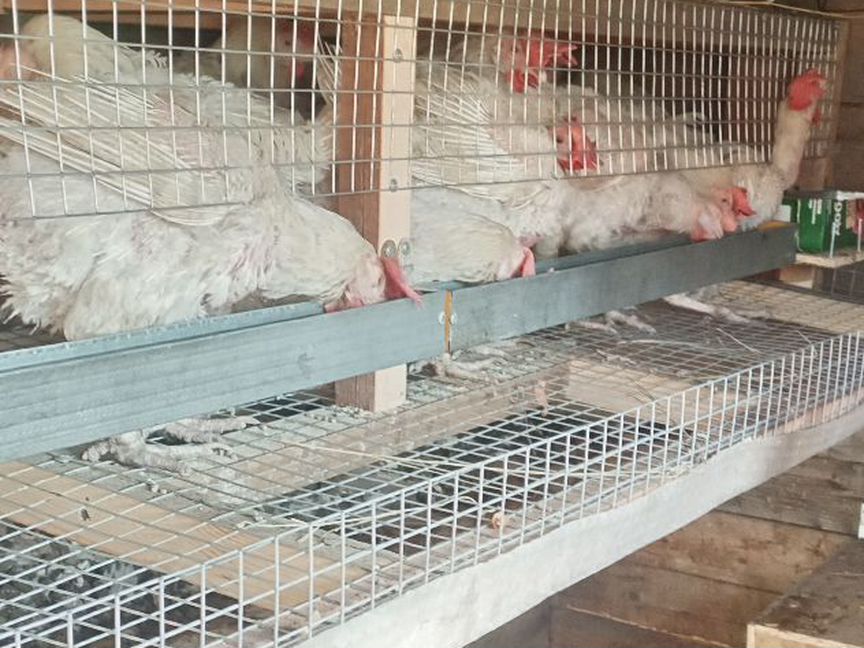 Клетка для кур