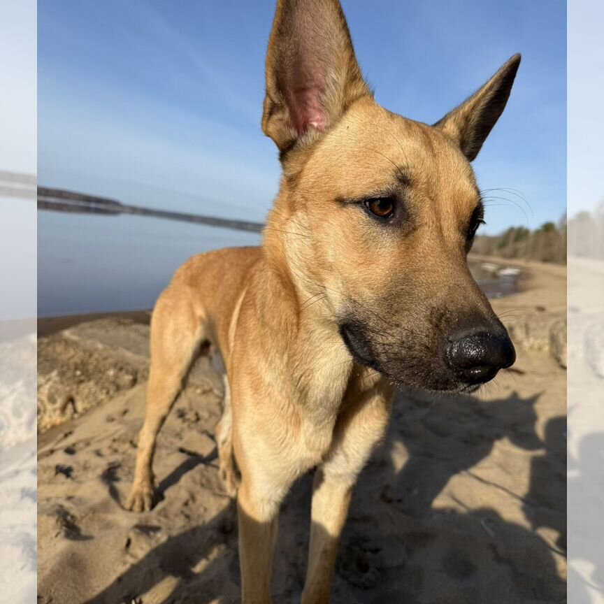 Взрослый пёс в добрые руки