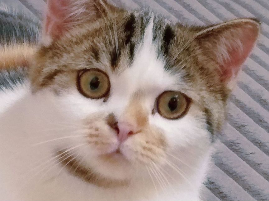 Отдам бесплатно