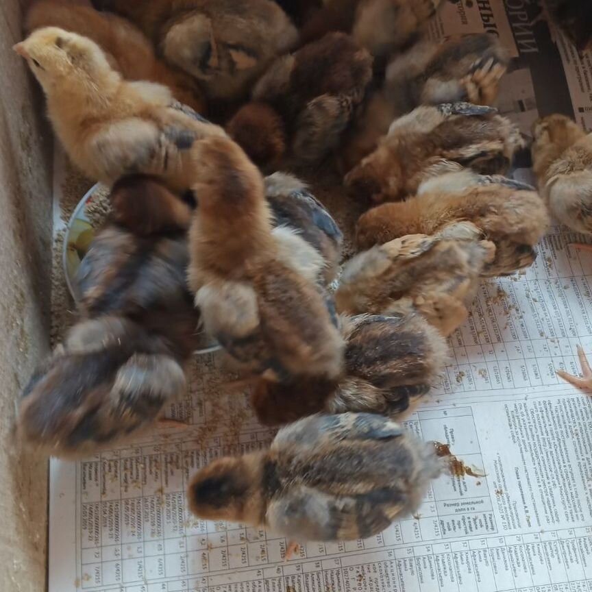 Цыплята недельные, породы кучинские юбилейные