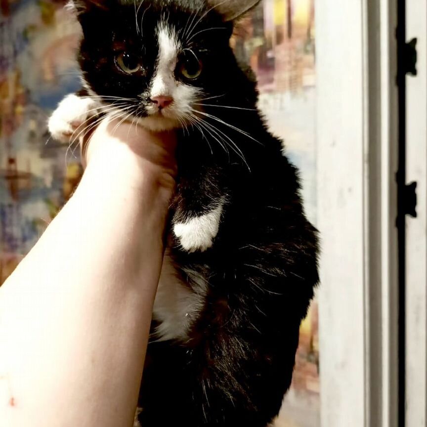 Котенок девочка 2.5 месяца