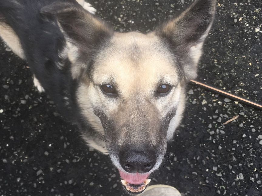 Пёсик Федя ищет дом. Забирайте