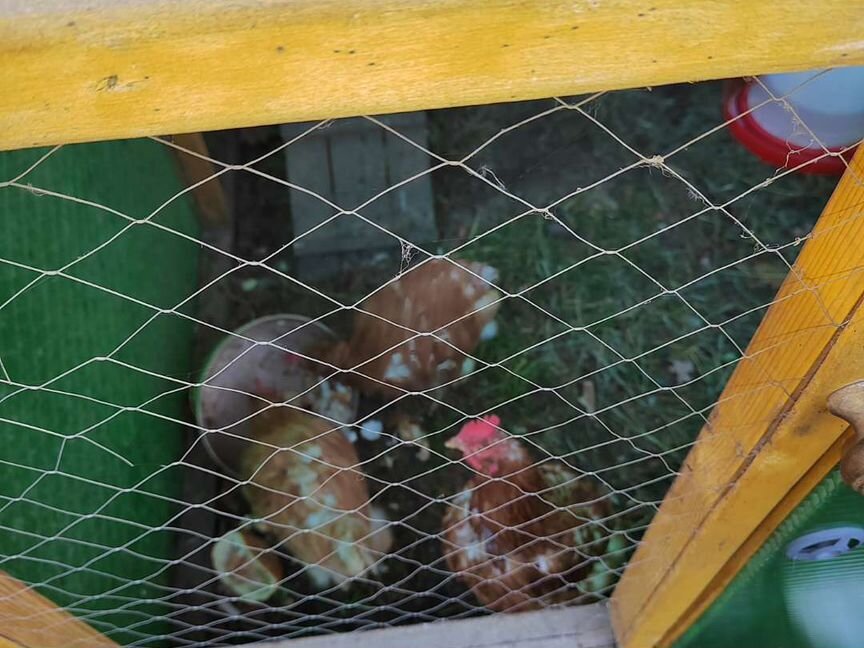 Рамки с вощиной