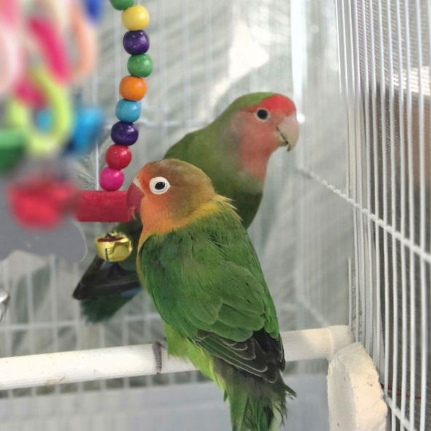 Попугаи неразлучники