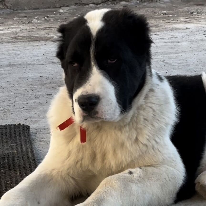 Алабай кобель 4 месяца