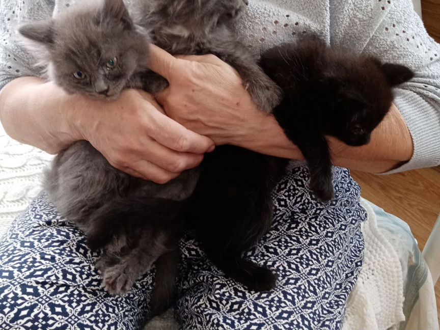 Котята в добрые руки